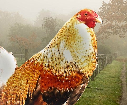 Sabong Culture and Art - Payhip