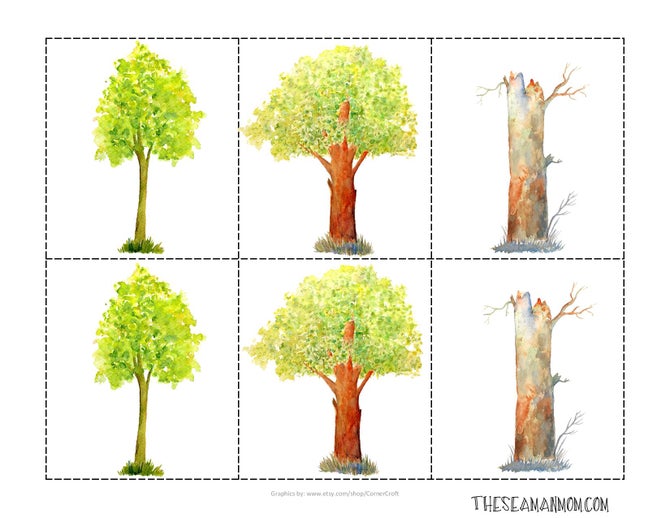 Oak tree life cycle printable pack - Payhip
