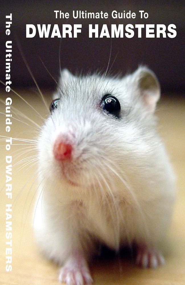 The Ultimate Guide to Dwarf Hamsters - Payhip