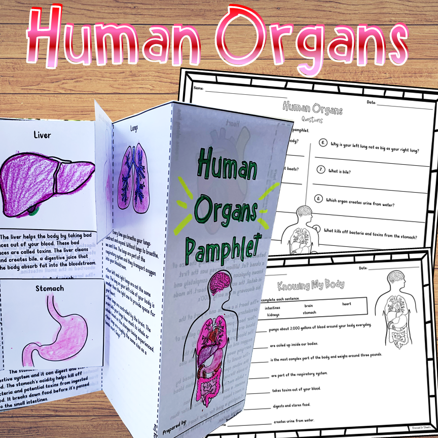 Human Body Organs and Their Functions Pamphlet Craftivity - Payhip
