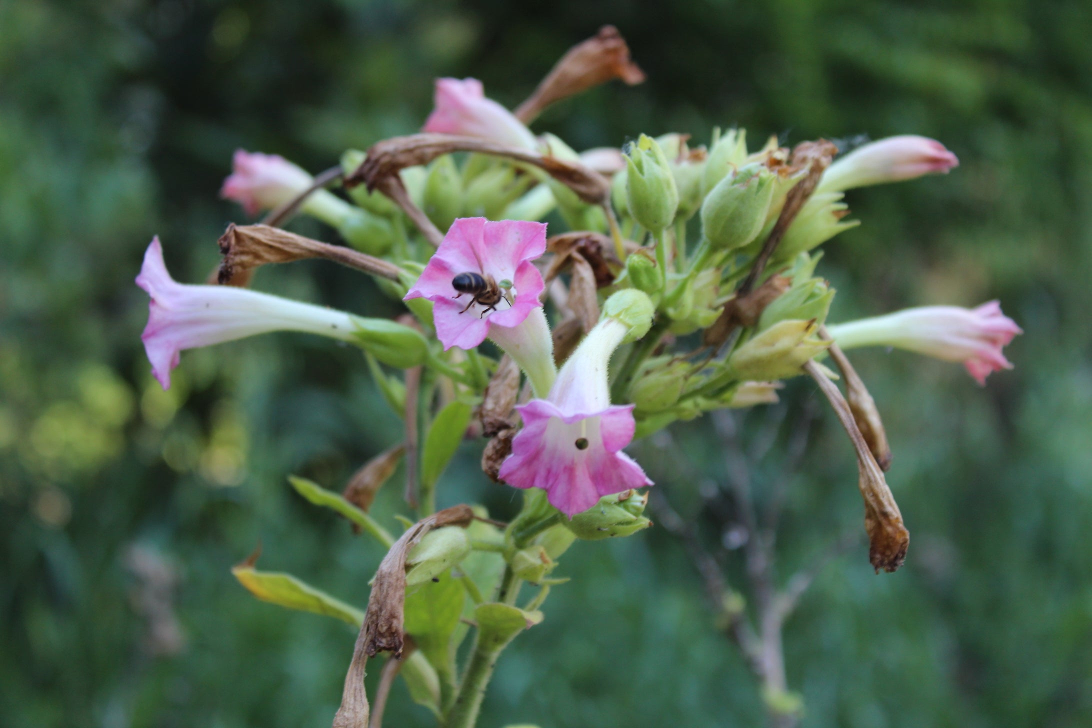 Tobacco and the Bee - Payhip