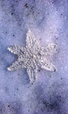Stellar Ice Snowflake - Payhip