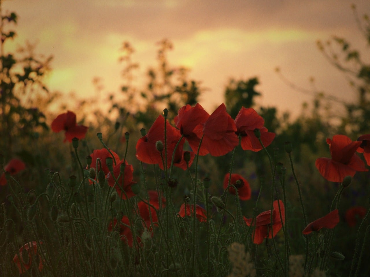 hiræth - sample collection vol. 2 - Payhip