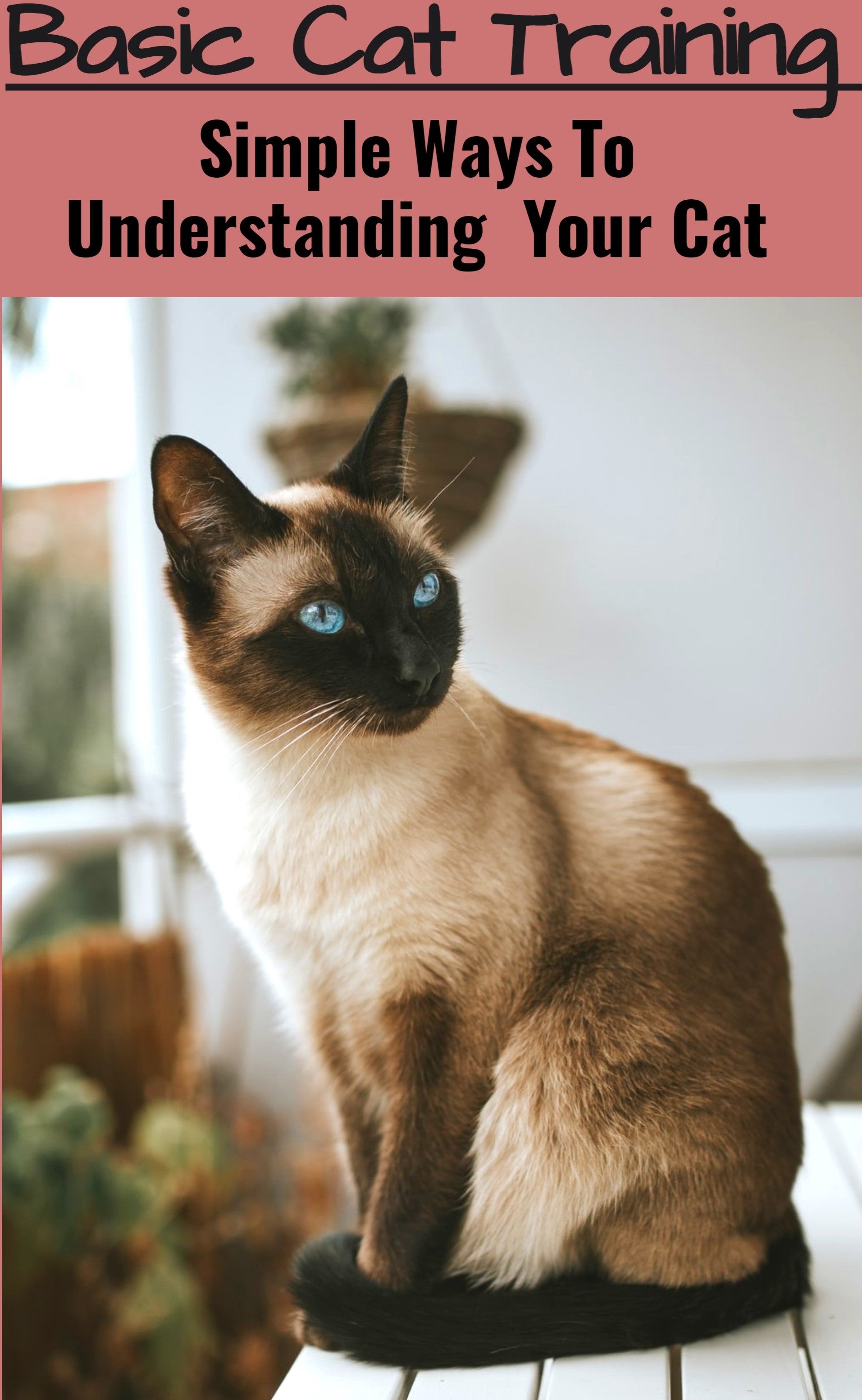 basic Cat Training - Payhip