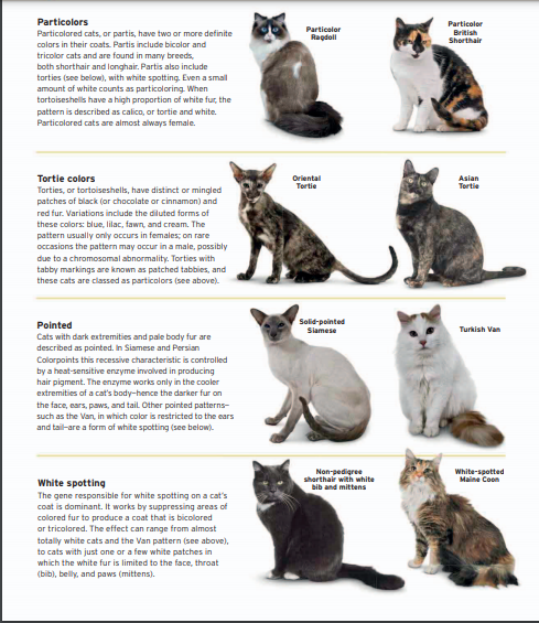 Complete Cat Breed Book Payhip complete-cat-breed-book-payhip