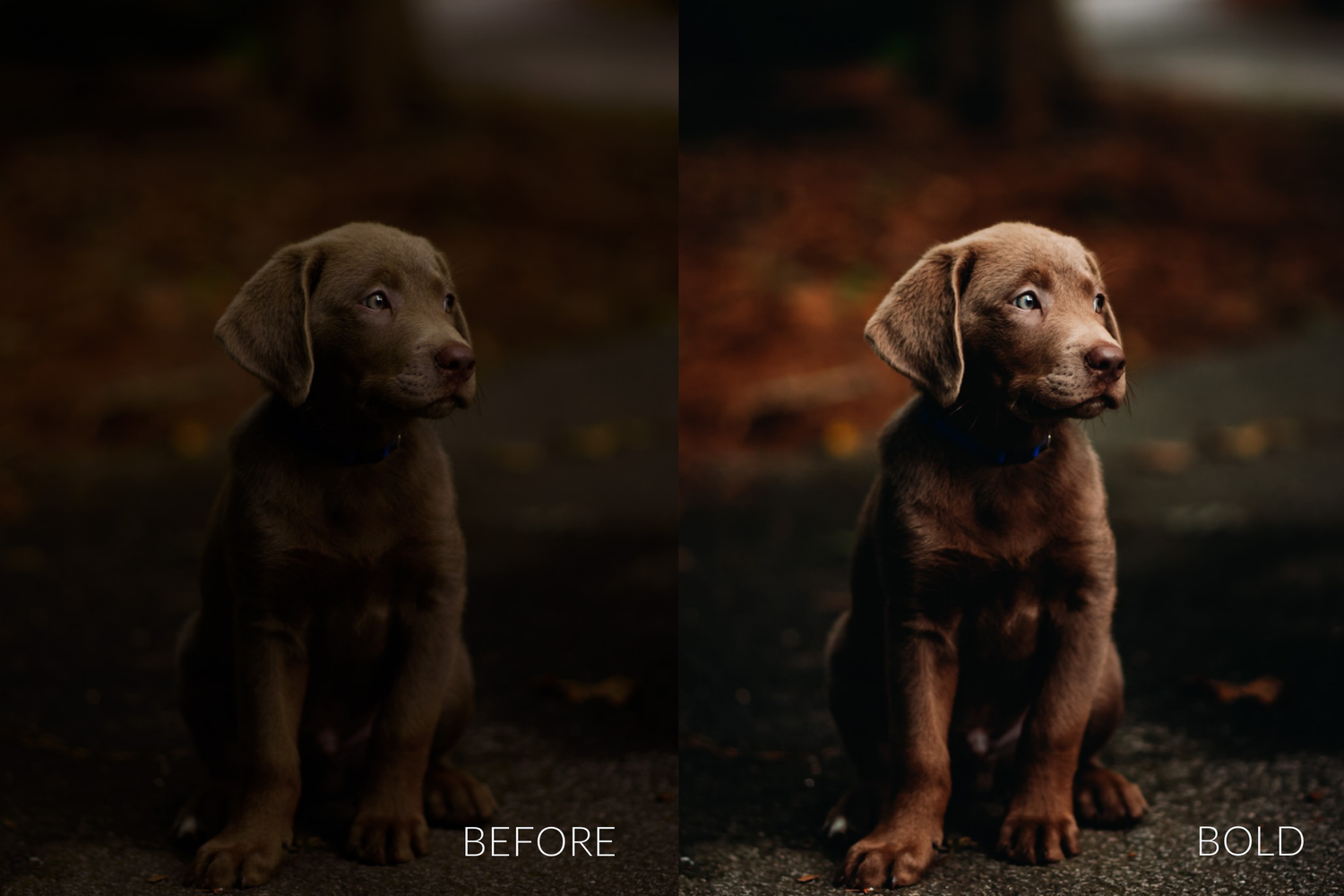 KMP- .XMP Presets Bundle - Payhip