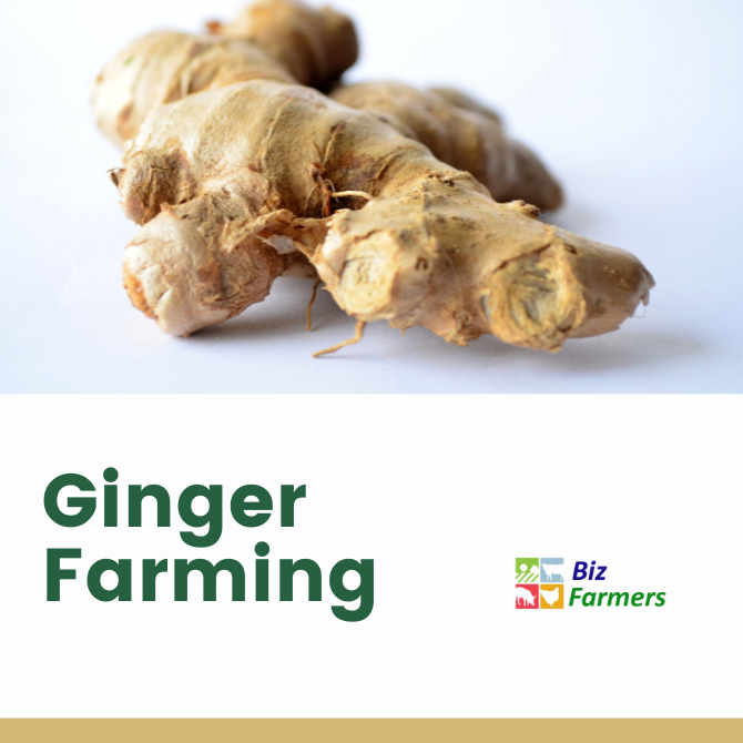 Ginger Farming - Payhip