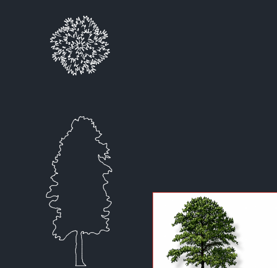 Live Oak Tree in Plan & Elevation Views (.dwg files/CAD Blocks ...
