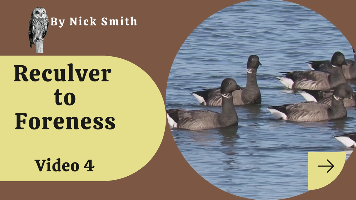 Birding in Kent, Reculver to Foreness Point - Payhip