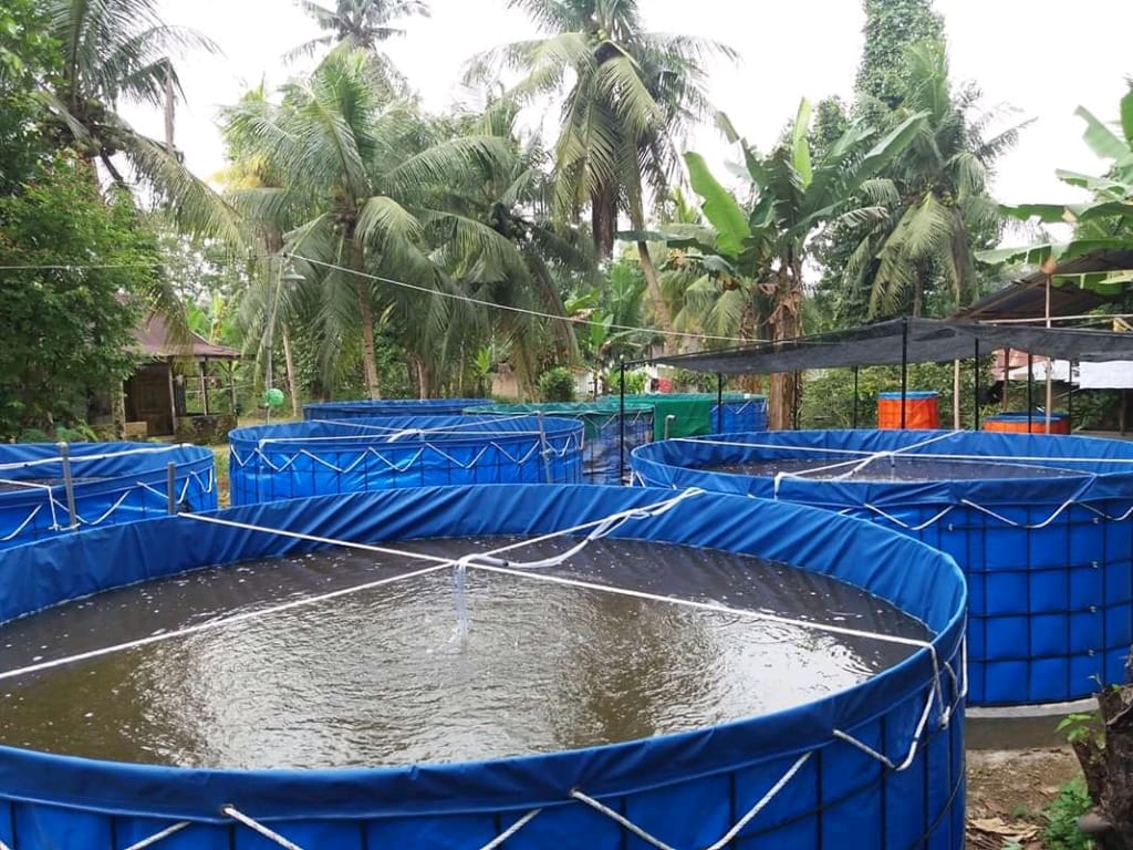 Comment Gagner 5 millions de FCFA dans 5 mois grâce à la Pisciculture Hors Sol - Payhip