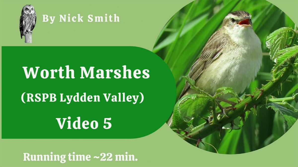 Birding in Kent, Worth Marshes (RSPB Lydden Valley) - Payhip