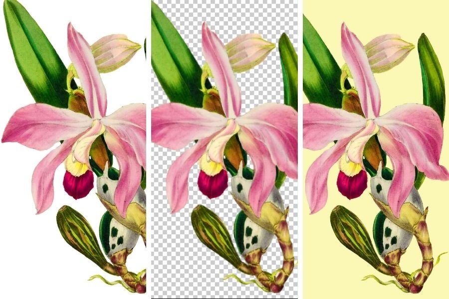 Flower Clipart “Laelia, Orchid” - Payhip