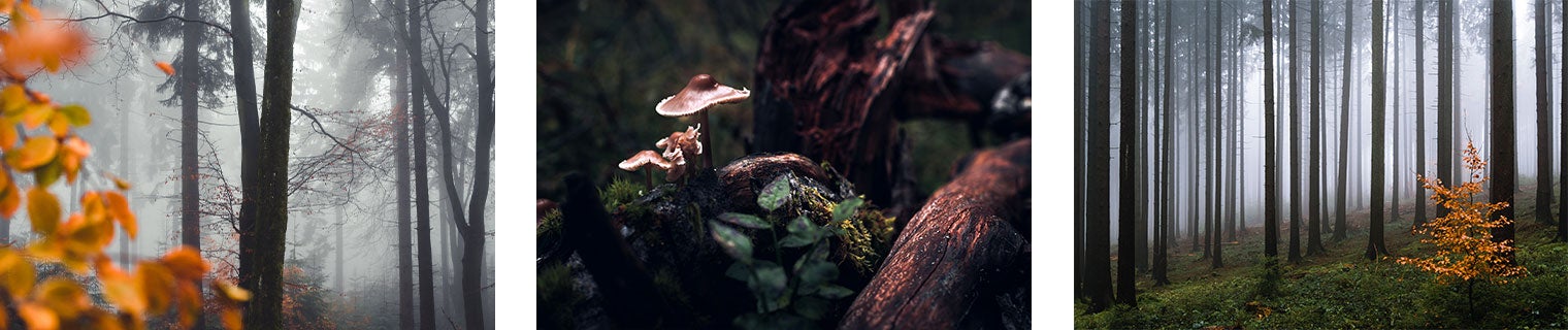 Forest Lightroom Presets by Northlandscapes - Payhip