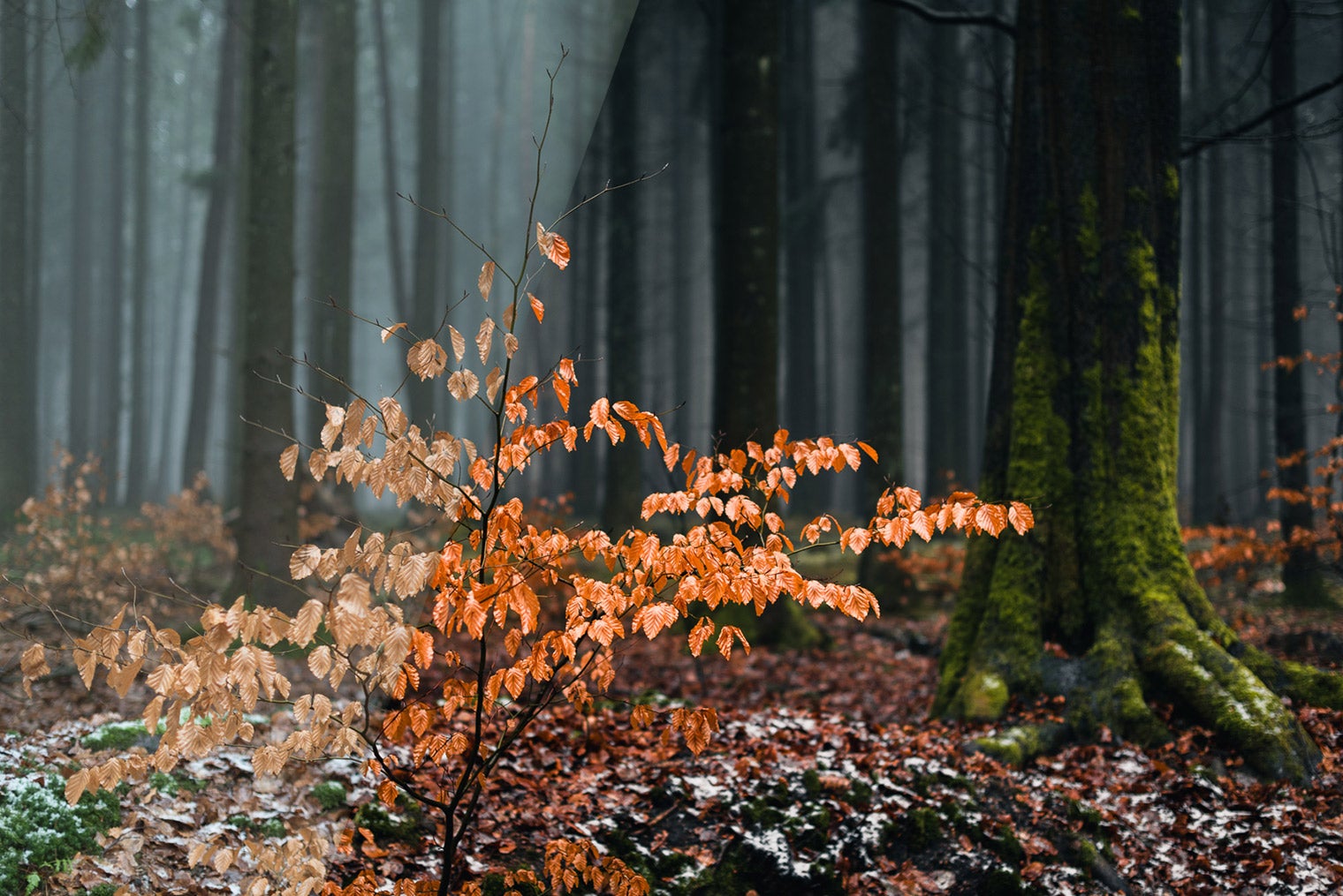 Forest Lightroom Presets by Northlandscapes - Payhip