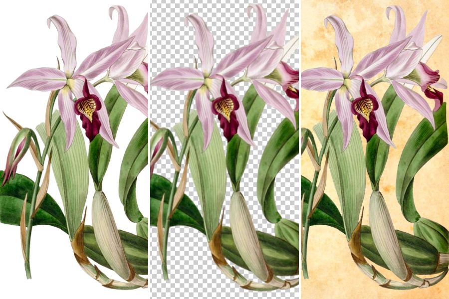 Laelia Anceps Orchid Clipart - Payhip