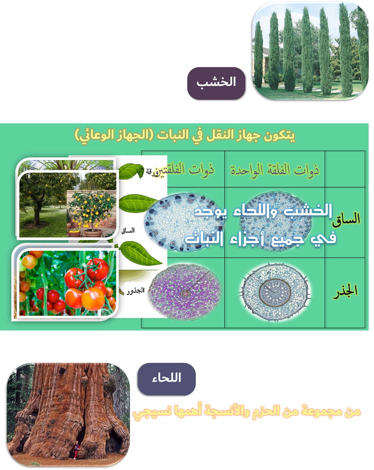 جهاز النقل في النبات - Payhip