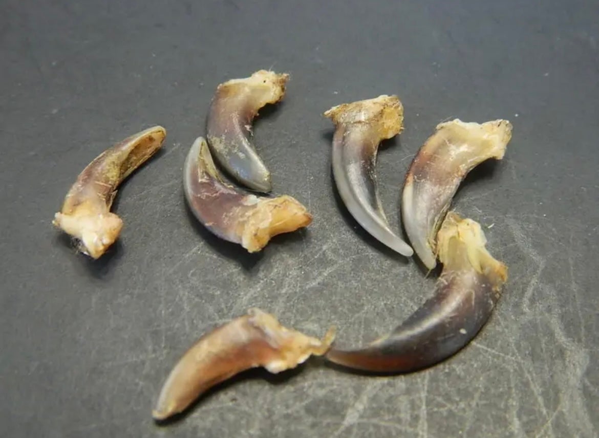 Red Fox Claws - Payhip