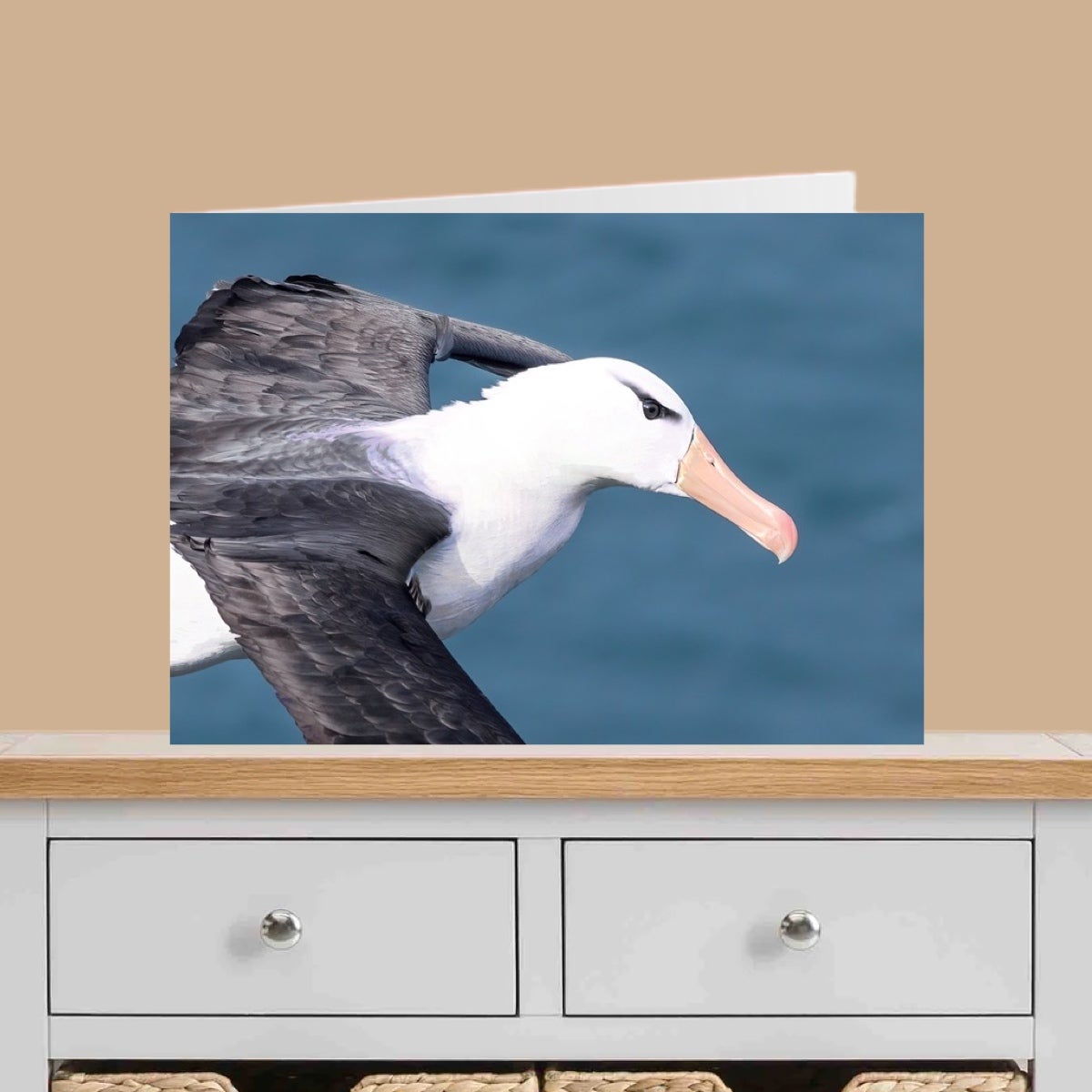 Black Browed Albatross Greetings Card - Payhip