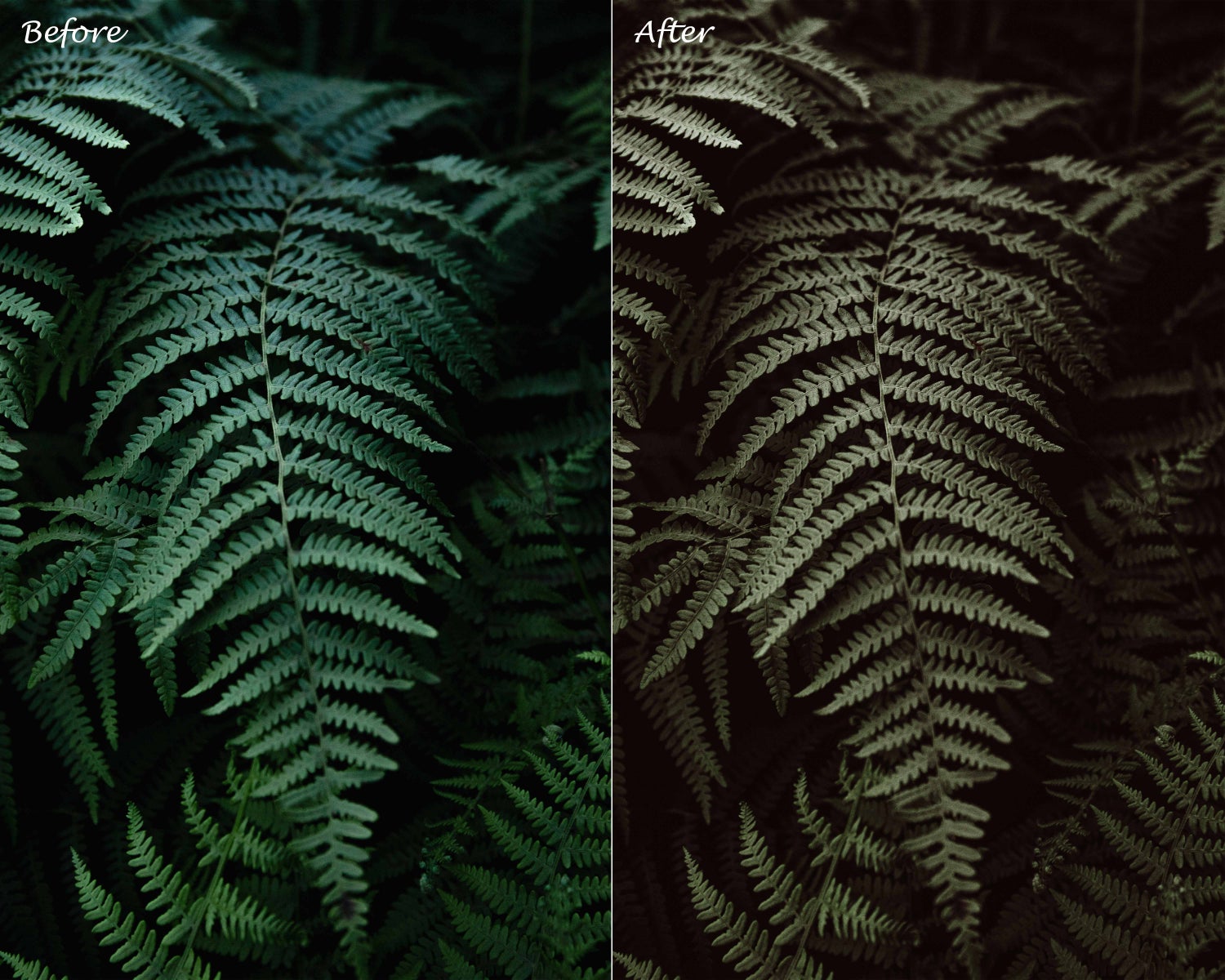 Forest Vibes – 4 Lightroom Presets | Earthy Tones | Warm Tones | Best ...