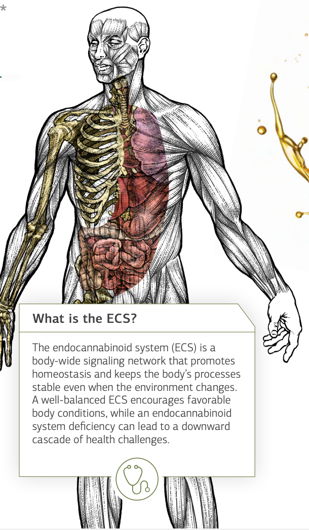 Endocannabinoid System (ECS) Support - Payhip