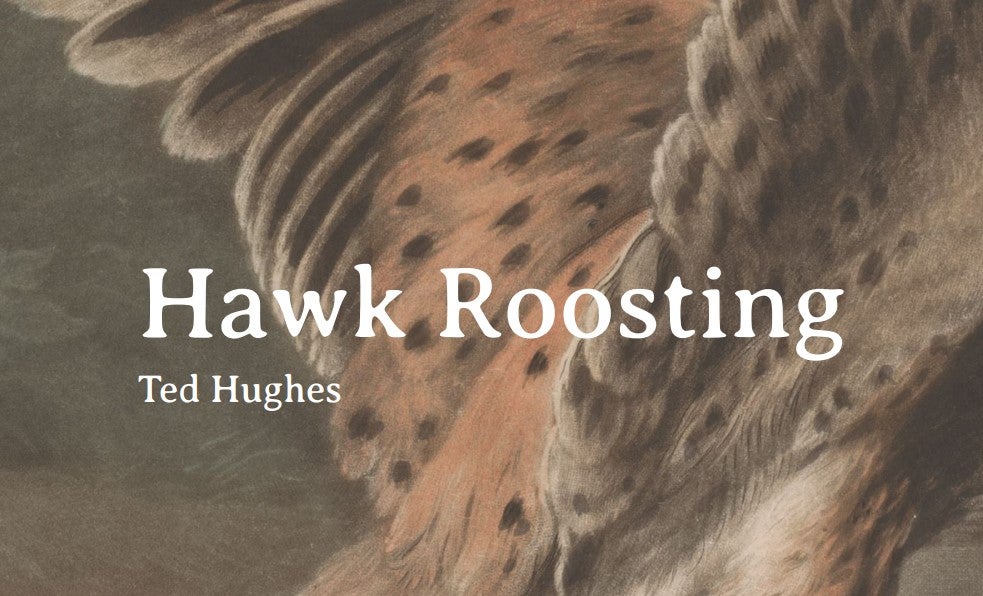 'Hawk Roosing' by Ted Hughes - Study Guide - Payhip