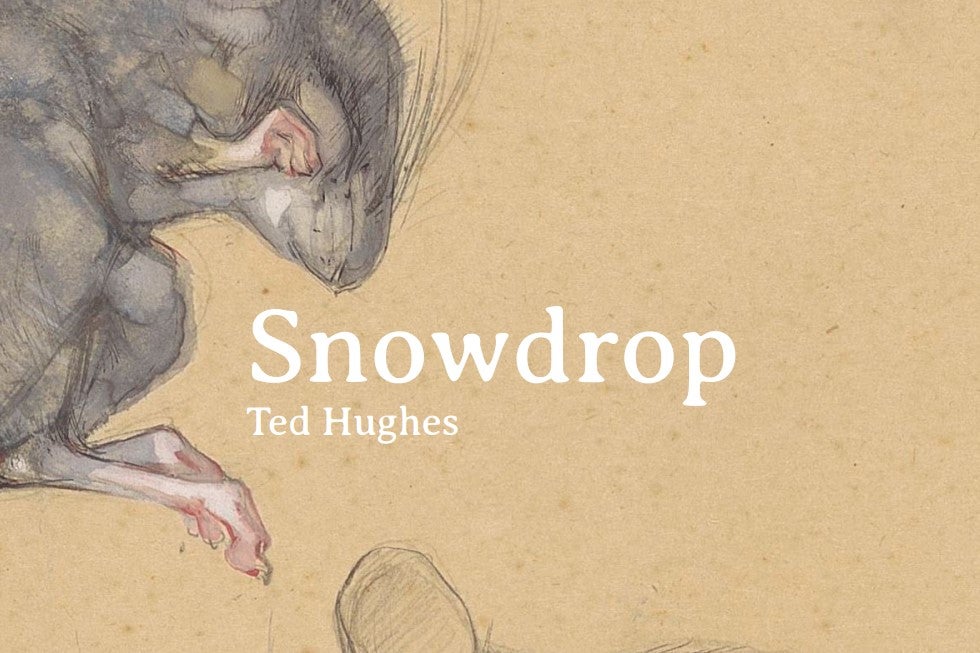 'Snowdrop' by Ted Hughes - Study Guide - Payhip