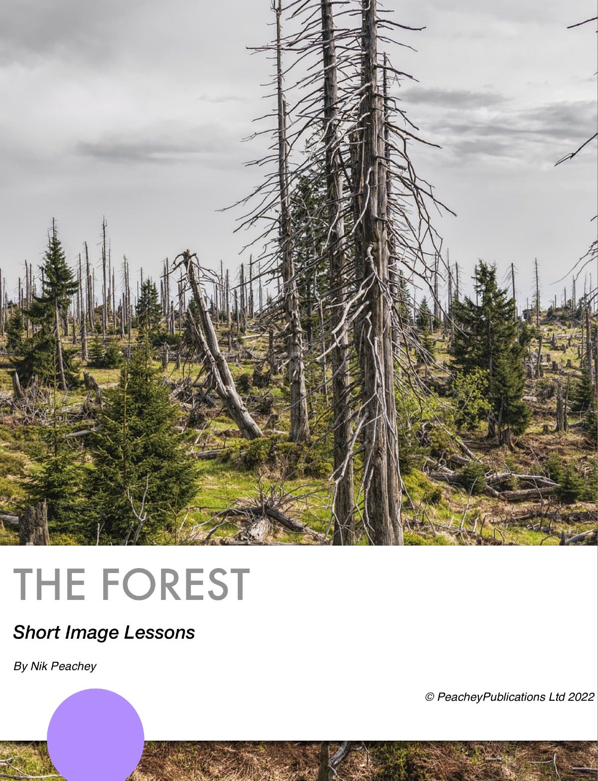 The Forest - Short Image Lessons - Payhip