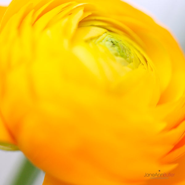 Ranunculus Sun JABP714 (keywords) yellow flower; still life; delicate ...