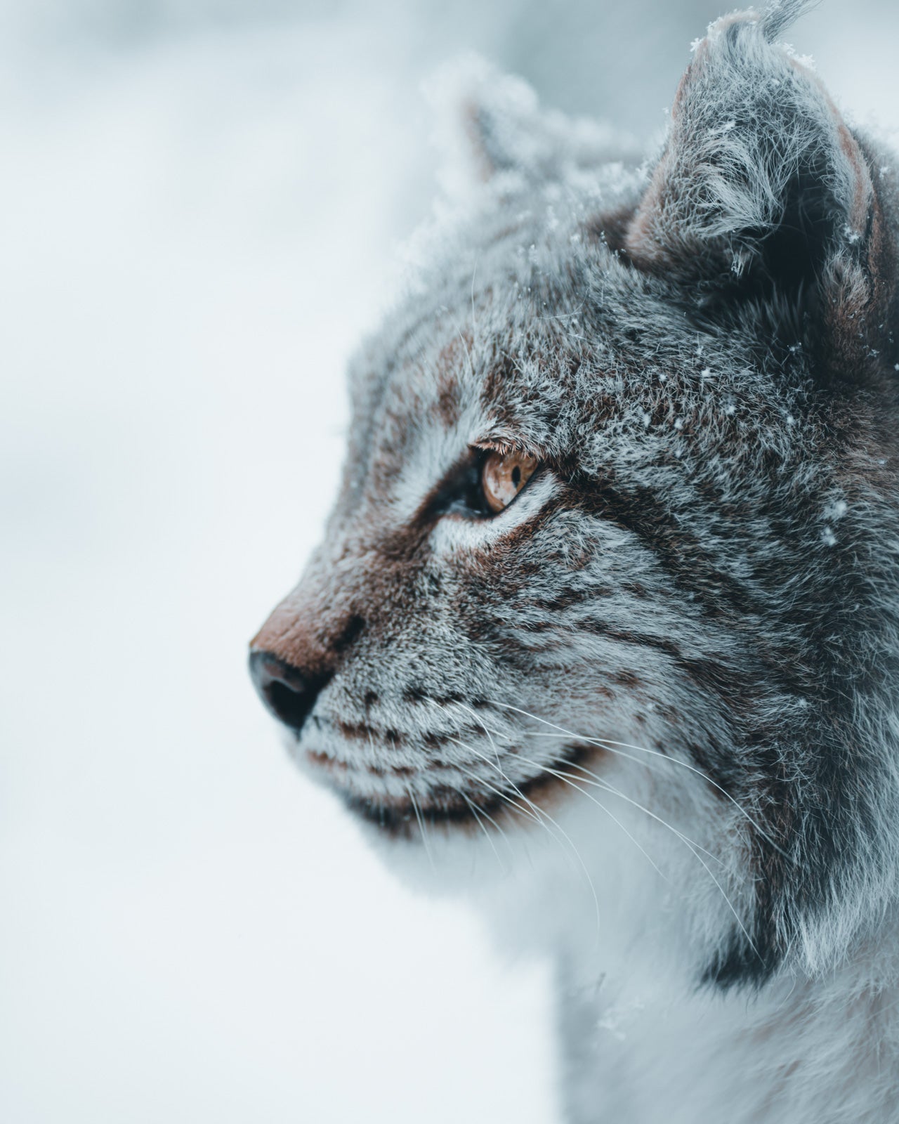 Lightbringer mini masterclass preset - Payhip