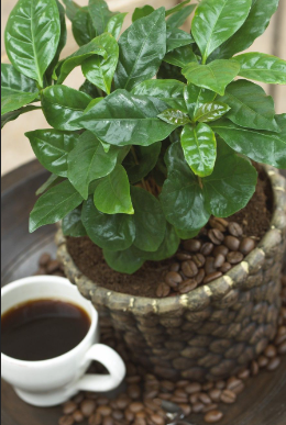 Coffee Bean Plant - Payhip