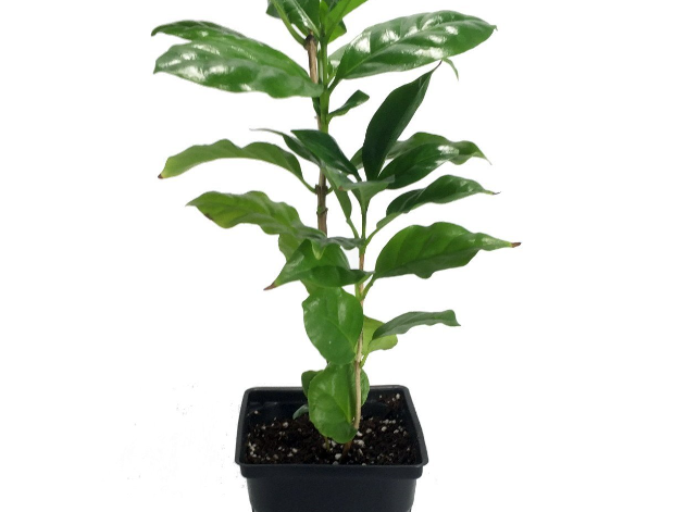 Coffee Bean Plant - Payhip