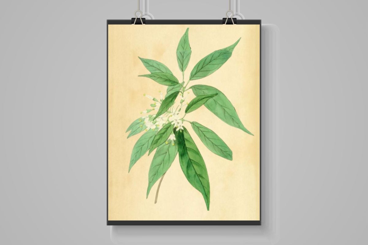 Reevesia Thyrsoidea illustration, thyrse-flowered Reevesia wall art ...